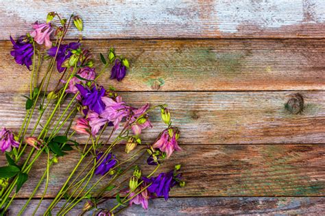 복사 공간 상단보기와 복고풍 나무 배경에 분홍색과 파란색 Aquilegia 꽃의 무리 0명에 대한 스톡 사진 및 기타 이미지
