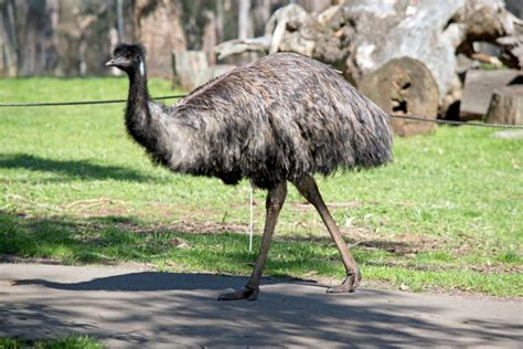 Emu zwyczajne jak wygląda i czym się żywi Pupilek pl
