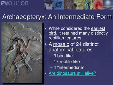 Ppt Fossil Evidence Of Evolution Powerpoint Presentation Free