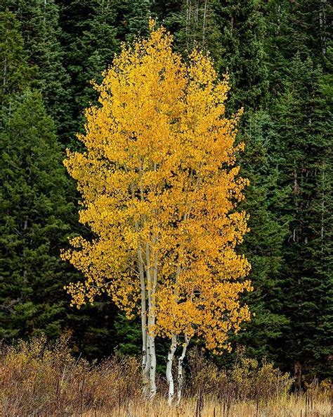 Lone Aspens In A Serene Field