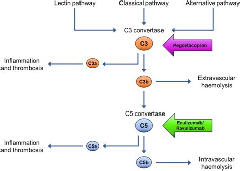 Pegcetacoplan For Treating Paroxysmal Nocturnal Haemoglobinuria An