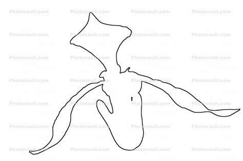 Lady Slipper Line Drawing Outline Shape Orchids Photo