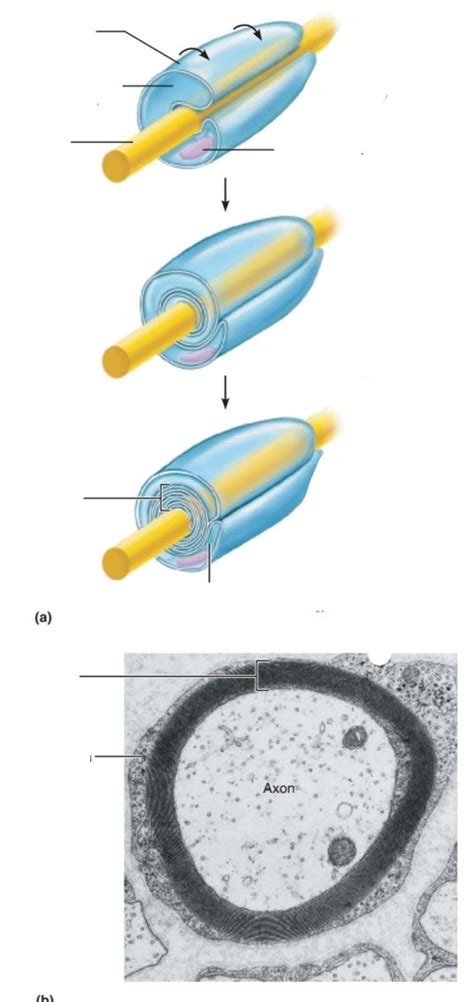 Schwann Cells Diagram Quizlet