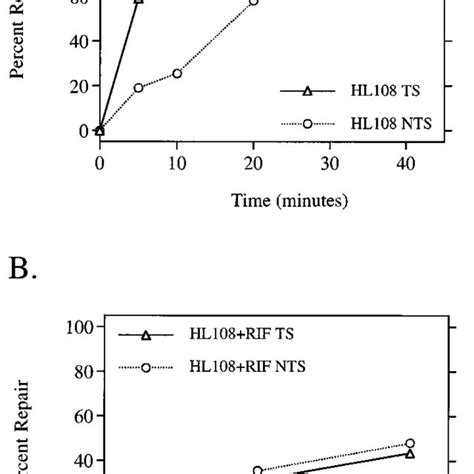Rifampin Inhibits Transcription Coupled Repair And Reduces The
