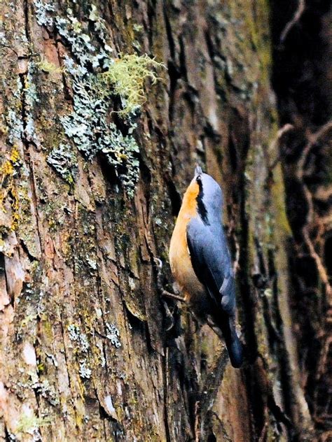Eurasian Nuthatch Sitta Europaea