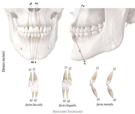 What Is Angulation In Dentistry At Alesia Lehr Blog