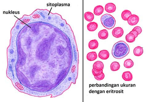Biologi Gonzaga Pre Test System Transporatsi