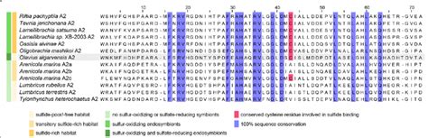 Protein Alignment Of Hemoglobin A2 Chains Protein Alignment Of
