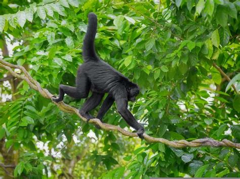 Spider Monkey A Z Animals