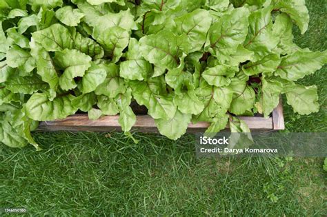 맨 위 보기입니다 공간을 복사합니다 목조 정원 침대의 일부 신선한 녹색 사탕무 잎 또는 비트 뿌리 모종 나무 침대에서 자라는 녹색 젊은 사탕무 잎의 행 건강한 생활방식에