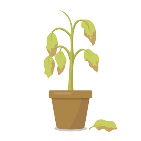 24931308 Dying Plant Vector Images Depositphotos