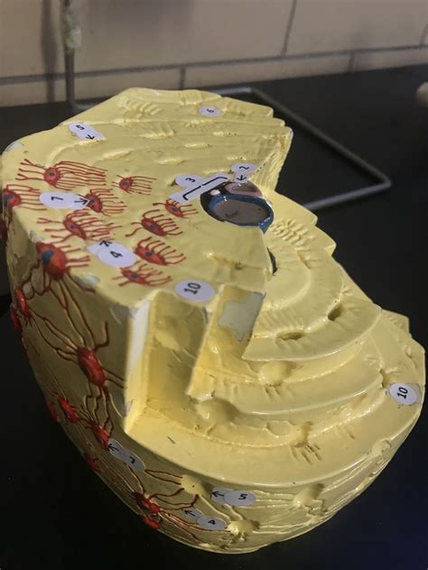 Small Osteon Model Diagram Quizlet