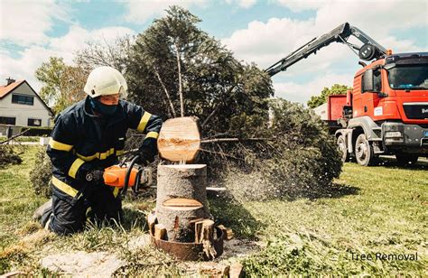 Removal 5 Positive Signs Your Tree Needs Care In Maryland