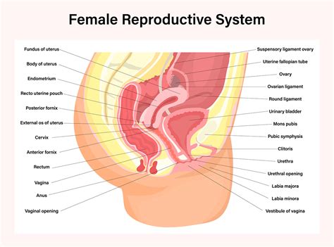 Le Système De Reproduction Féminin 1419769 Art Vectoriel Chez Vecteezy