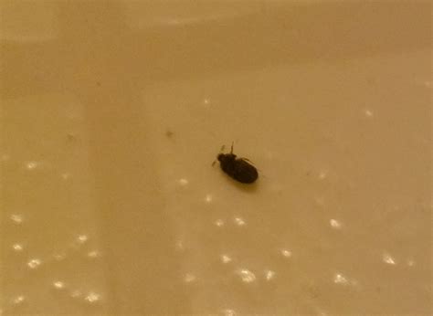 Small Brown Bugs In Bathroom