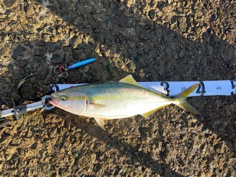 南港ショアジギング 大阪府 大阪南港海釣り公園 ショアジギング エソ 陸っぱり 釣り・魚釣り 釣果情報サイト カンパリ