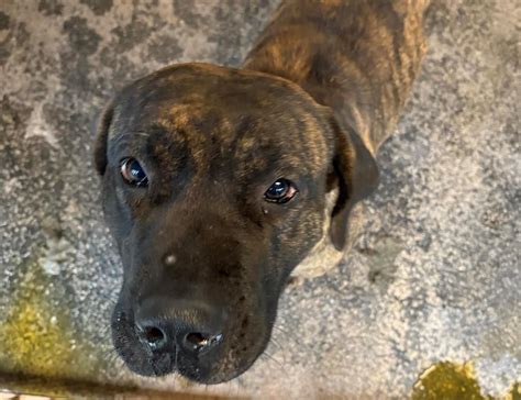 Adoption de Sun Indéfinie chien chien croise région Occitanie