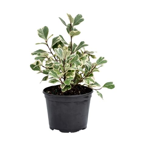 6 Ficus Triangularis Variegata Vermeers Wholesale