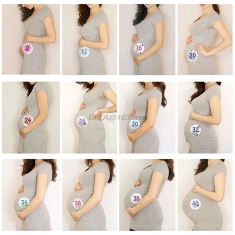 Pregnant Belly Month By Month Chart