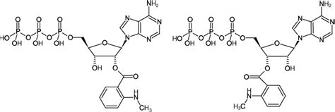 Mant Atp Intrinsically Fluorescent Adenosines Jena Bioscience