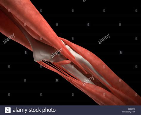 Ellenbogen Anatomie Stockfotos And Ellenbogen Anatomie Bilder Alamy