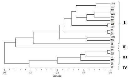 UPGMA Dendrogram Of Isolates Based On REP2 I Marker By NTSYS Software