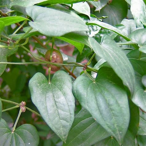 Dioscorea Polystachya Ufifas Assessment University Of Florida