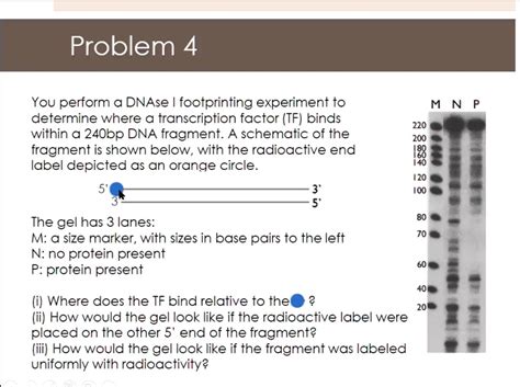 Solved Problem 4 You Perform A Dnase Footprinting Experiment To