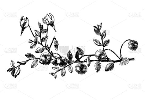 植物 蔓越桔 动物手 熊果 清新 食品 维生素 蓝莓 熟的 绘制