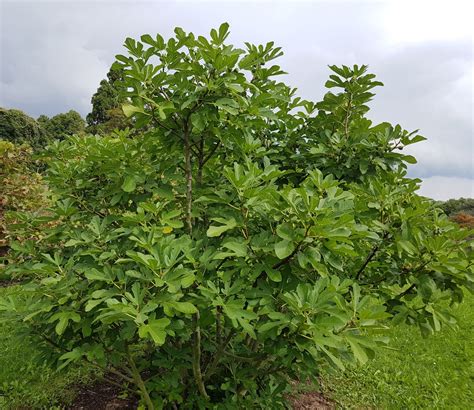 Fig Tree Fertilizer Top Feeding Tips