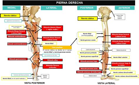 Ciática Qué Es Causas Síntomas Tratamiento Y Consejos Fisioonline