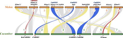 Syntenic Relationships Of Cucumber Rs Russet Fruit And H Heavy