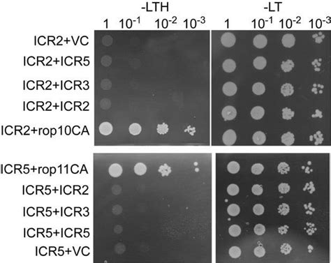 Fig S Icr And Icr Did Not Homodimerize Or Heterodimerize With One