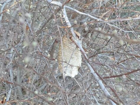 カマキリの卵嚢はユキヤナギで多く見つかる それもまた良し