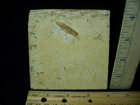 Fossilized Grasshopper” In Matrix 021923n The Stones And Bones