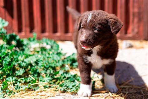 Cómo Hacer para que un Cachorro no Muerda Consejos y Técnicas Efectivas