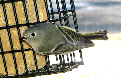 Ruby Crowned Kinglet Mexican