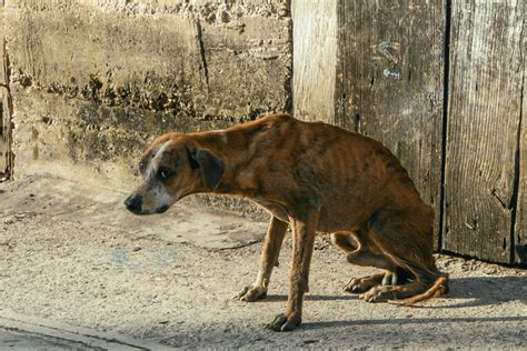 Animal Abuse Warning Signs