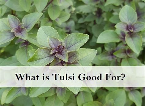 Types And Health Benefits Of Tulsi Holy Basil Moolihai Ayurveda