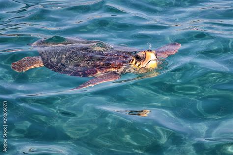 Caretta Caretta Turtle From Zakynthos Greece Near Laganas Beach