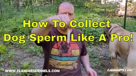 How To Collect Dog Sperm Like A Pro Youtube