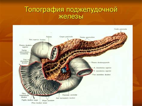 Опухоли поджелудочной железы презентация онлайн