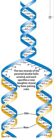 Ch DNA Structure And Function Flashcards Quizlet
