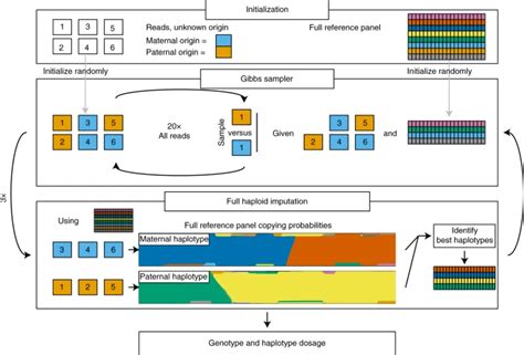 文献阅读 Rapid Genotype Imputation From Sequence With Reference Panels