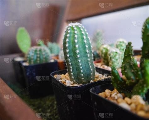 仙人掌 组物体 分离着色 无人 沙漠 植物 泰国 图像 水平画幅 植物学