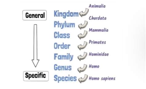 Concept And Uses Of Classification Systems Cambridge Igcse Biology