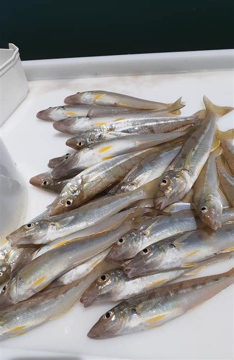Brisbane Fishing Moreton Bay Whiting And Squid In Good Numbers The