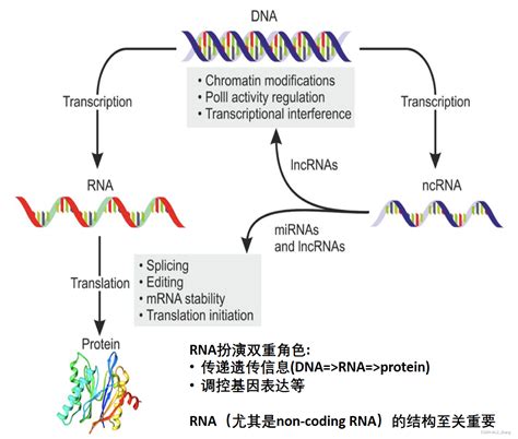 Rna二级结构系列1：基础知识篇rna序列 Csdn博客