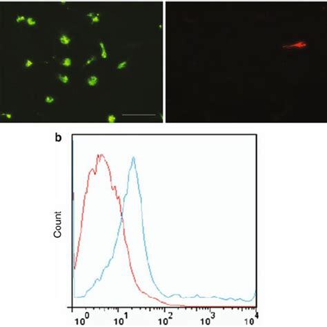 Pdf Microglia Isolation From Adult Mouse Brain
