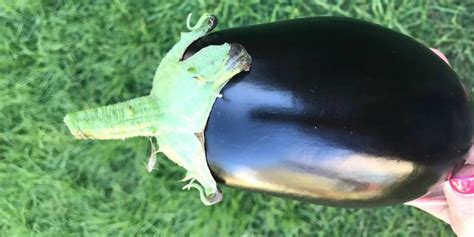 Dont Know When To Pick Eggplant Take Advantage Of The Following Tips